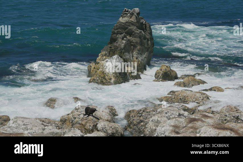 Fur seal and strong wave hit the rock formation at Kaikoura, South ...