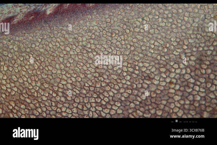 Cattle hoof Stock Video Footage - Alamy