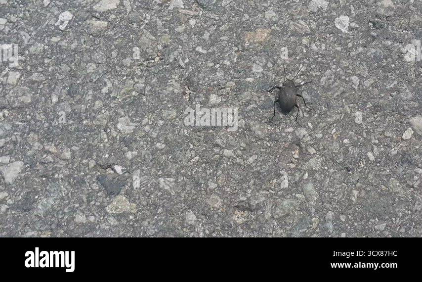 Big black bug beetle running on a grey paved concrete floor Stock Video ...