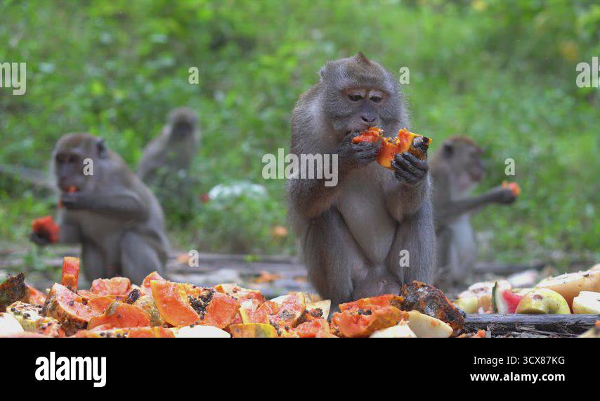 Group macaque monkeys eat Stock Videos & Footage - HD and 4K Video ...