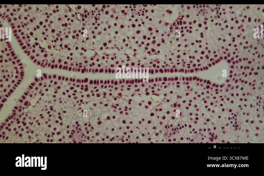 Plant cells tulip Stock Videos & Footage - HD and 4K Video Clips - Alamy