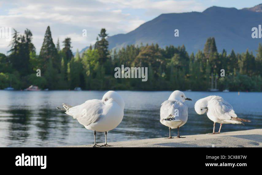 Queenstown pier Stock Videos & Footage - HD and 4K Video Clips - Alamy