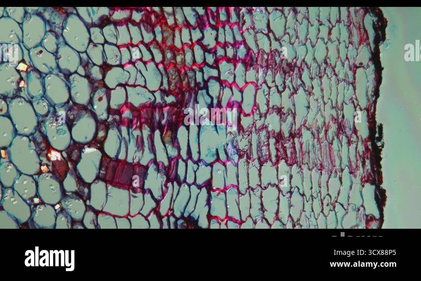 Transverse section plant Stock Videos & Footage - HD and 4K Video Clips ...