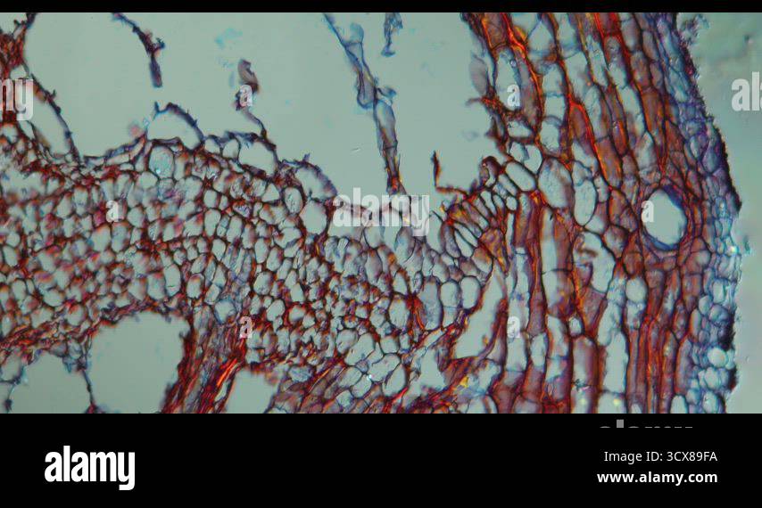 carrot root in cross section Stock Video Footage - Alamy