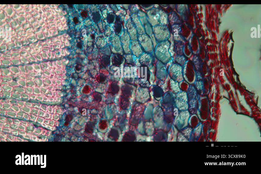 yew root in cross section Stock Video Footage - Alamy