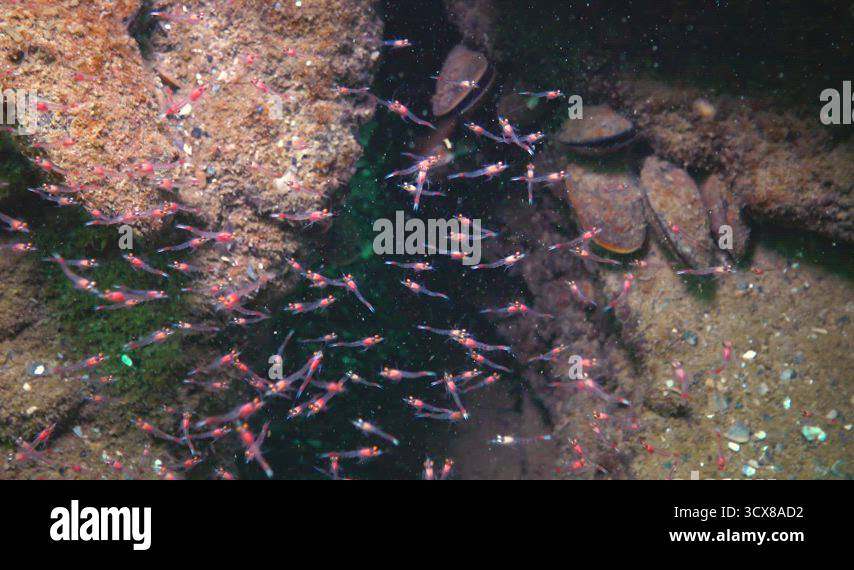 Small crustaceans Mysida (Peracarida) swarm in the water column between ...