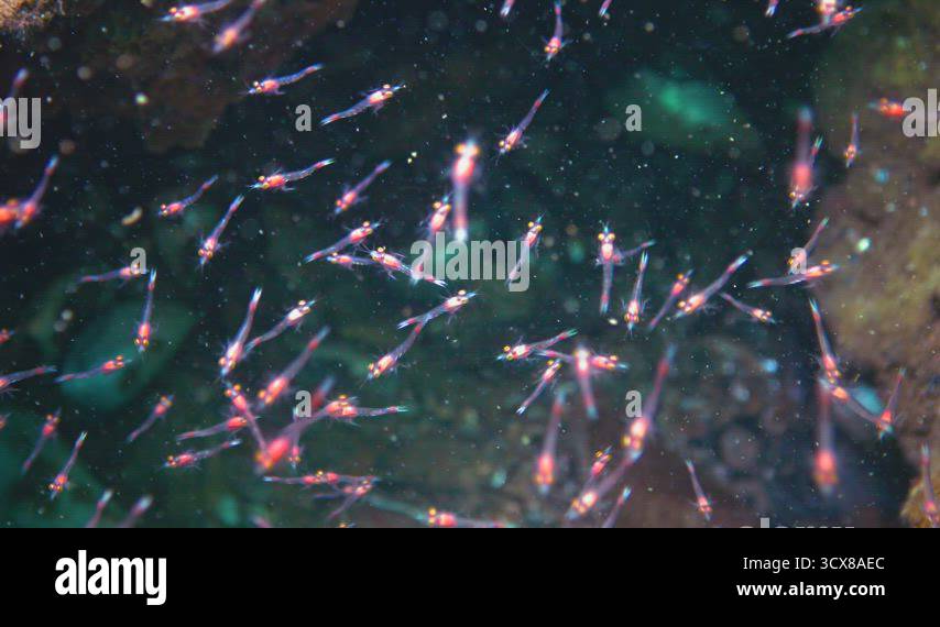 Small crustaceans Mysida (Peracarida) swarm in the water column between ...