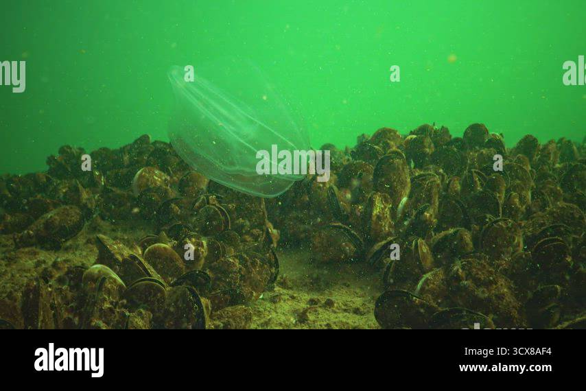 (Mnemiopsis leidyi) the warty comb jelly or sea walnut, is a species of ...