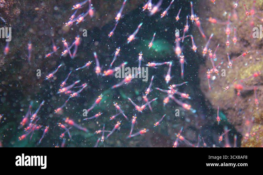 Small crustaceans Mysida (Peracarida) swarm in the water column between ...