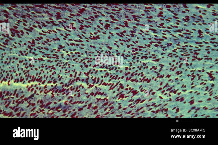 Pine embryo longitudinal section Stock Videos & Footage - HD and 4K ...