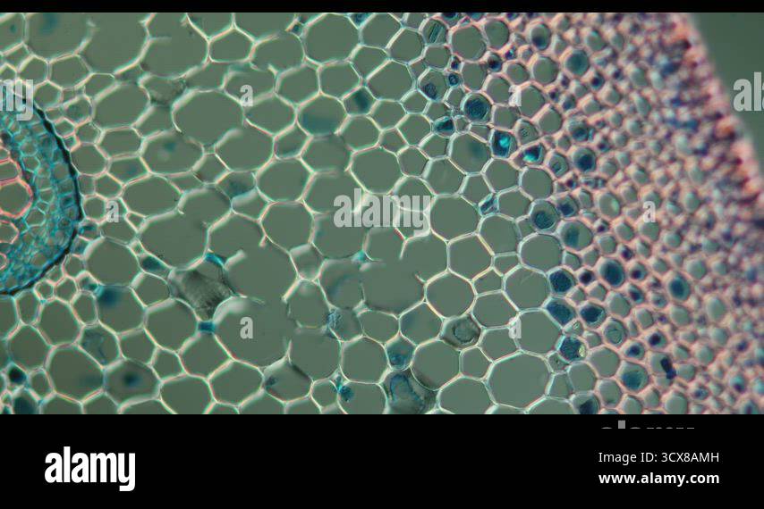 Fern stem cross section Stock Videos & Footage - HD and 4K Video Clips ...