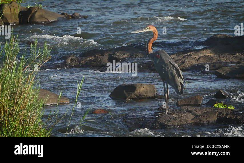 Goliath heron in Kruger National park, South Africa Stock Video Footage ...
