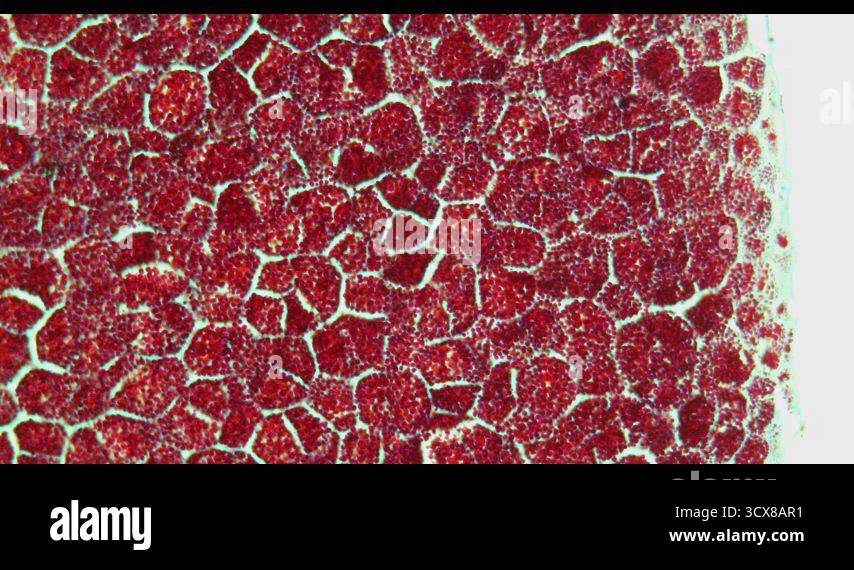 Pine embryo cross section Stock Video Footage - Alamy