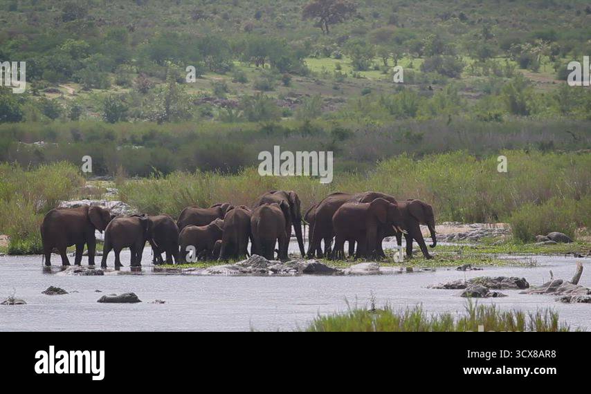 African bush elephant in Kruger National park, South Africa Stock Video ...