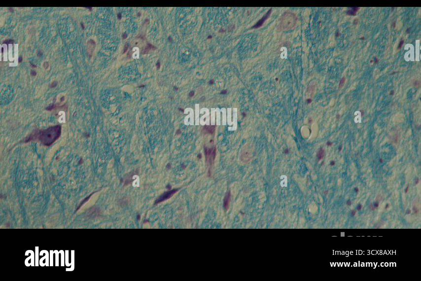 Cns nerve cells Stock Videos & Footage - HD and 4K Video Clips - Alamy