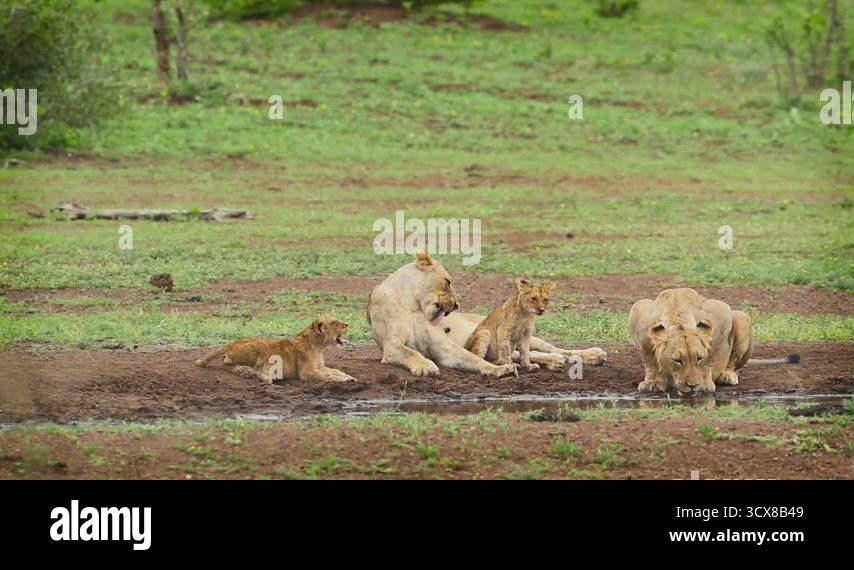 African lion in Kruger National park, South Africa Stock Video Footage ...