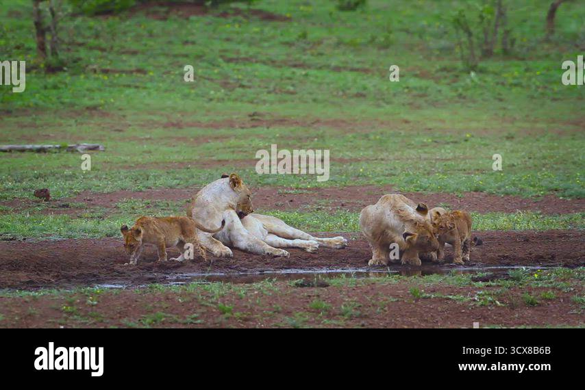 African lion in Kruger National park, South Africa Stock Video Footage ...