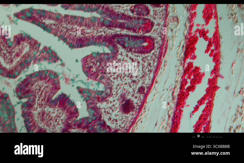 Small intestine tissue light Stock Videos & Footage - HD and 4K Video ...