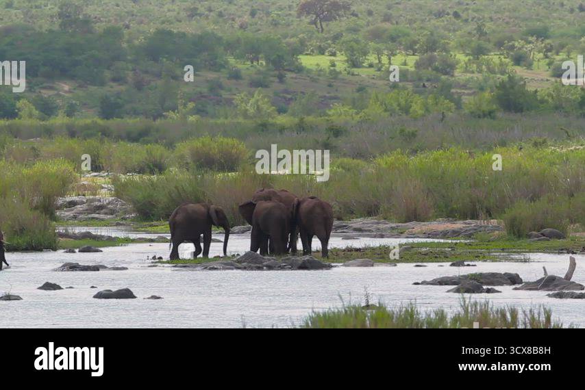 African bush elephant in Kruger National park, South Africa Stock Video ...