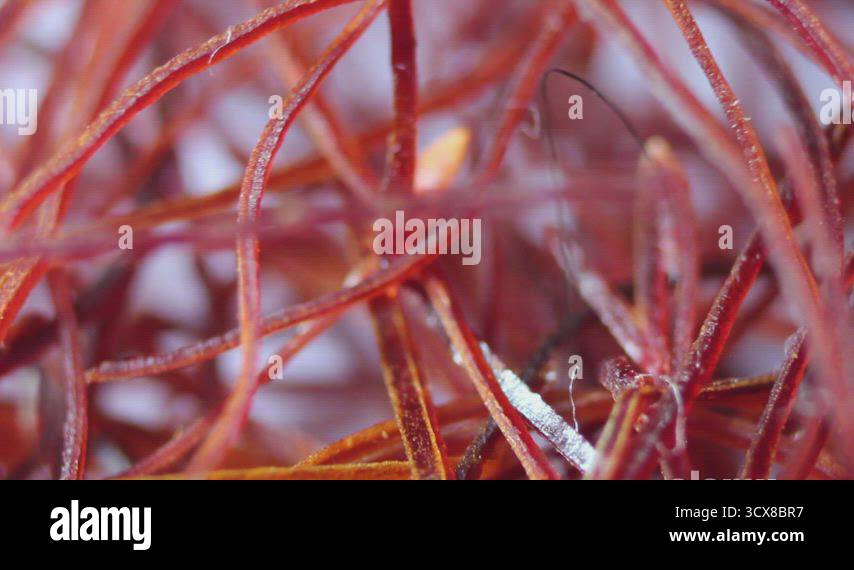 Macro view of dried saffron red stigma threads Stock Video Footage - Alamy