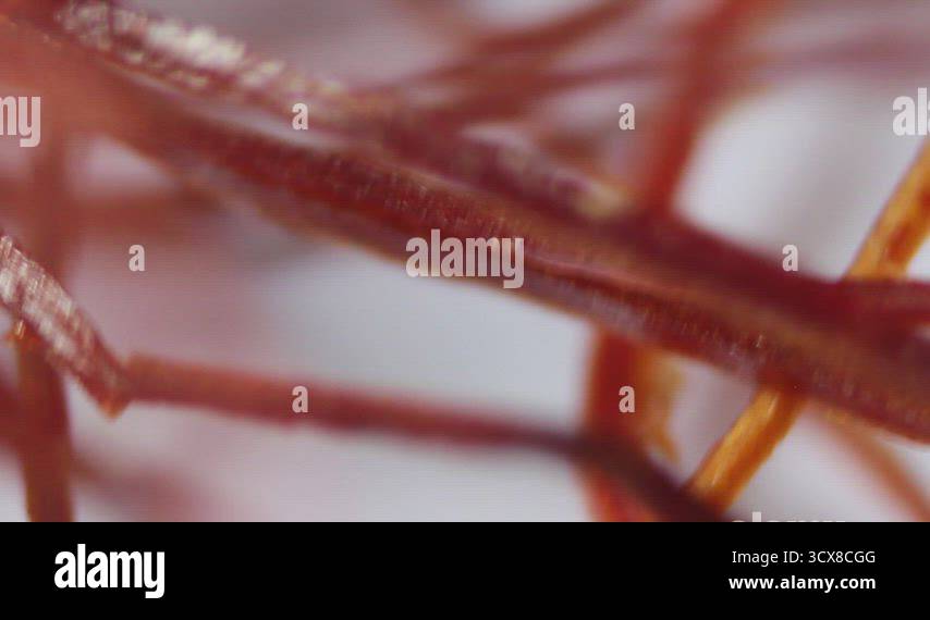 Macro view of dried saffron red stigma threads Stock Video Footage - Alamy