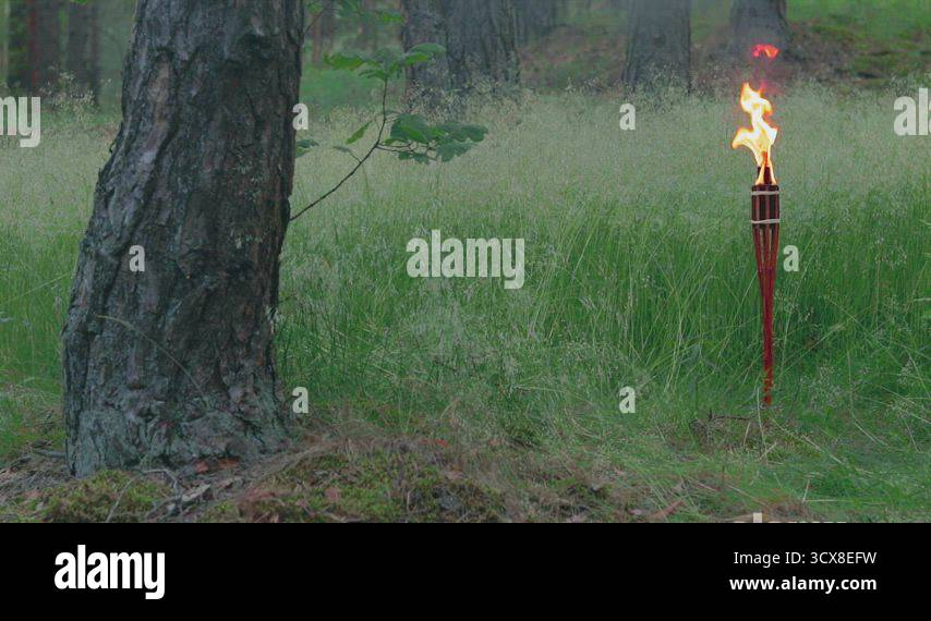 Oil Fuel Bamboo Torch Burning in the Forest Stock Video Footage - Alamy