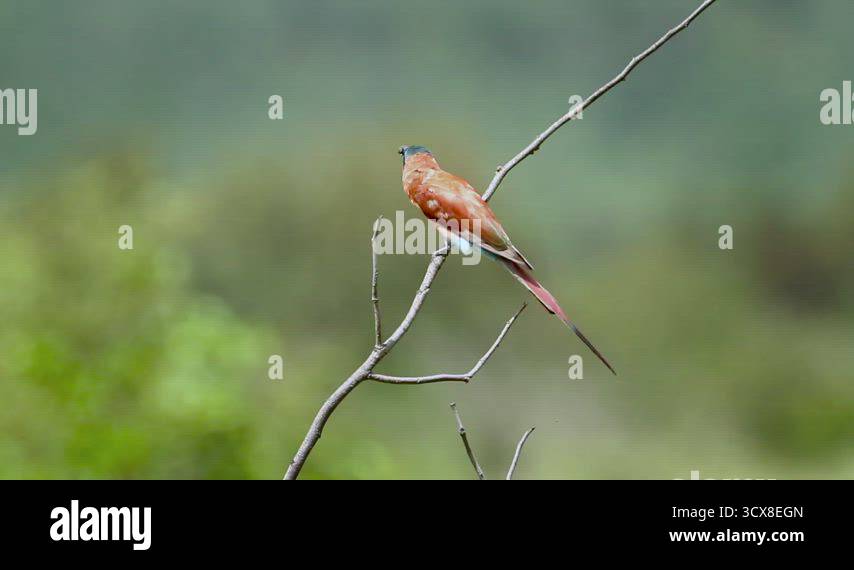Southern Carmine Bee-eater in Mapungubwe National park, South Africa ...