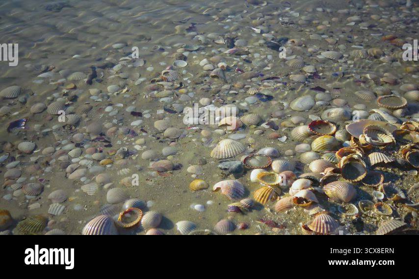 Mussel on the shore. Water waves cover seashells on the sand. The waves ...