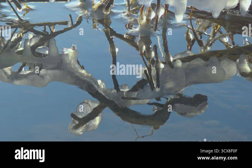 Frozen trees tree Stock Videos & Footage - HD and 4K Video Clips - Alamy