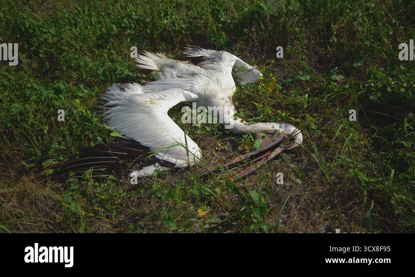 Dead pelican Stock Videos & Footage - HD and 4K Video Clips - Alamy