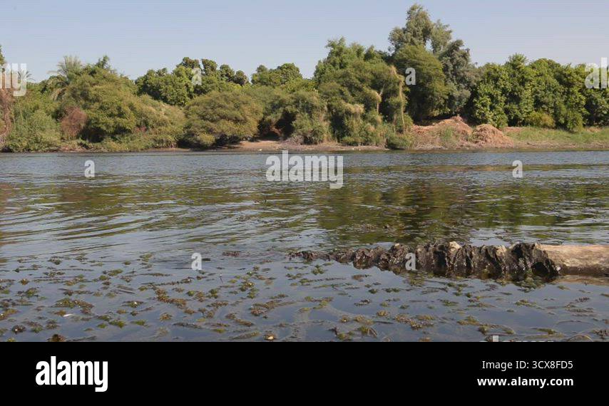 Fresh water aquatic reeds growing along river bank landscape Stock ...
