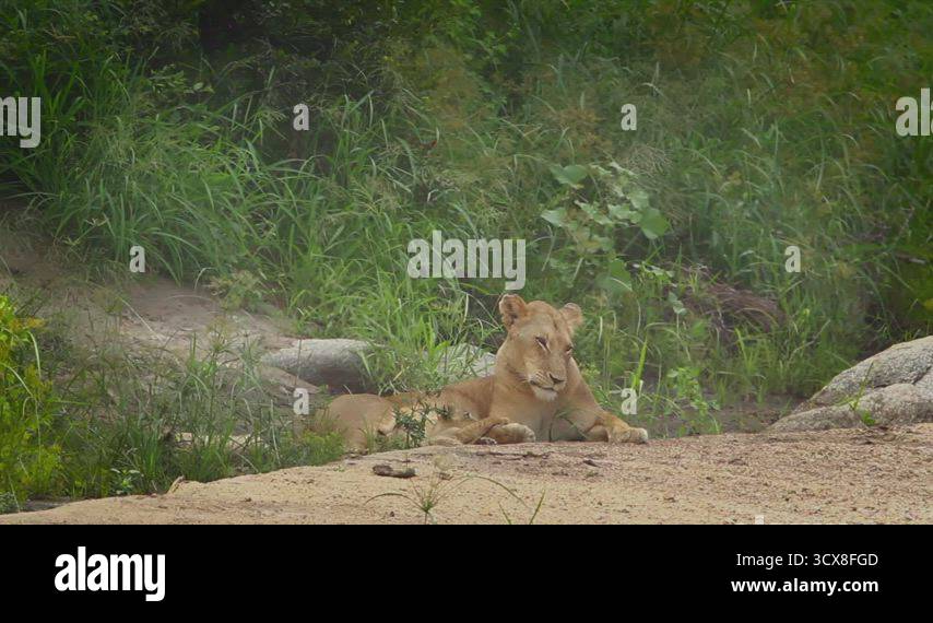 African lion in Kruger National park, South Africa Stock Video Footage ...
