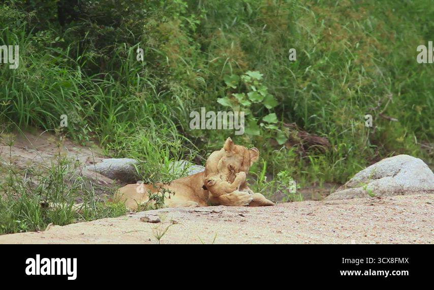 African lion in Kruger National park, South Africa Stock Video Footage ...