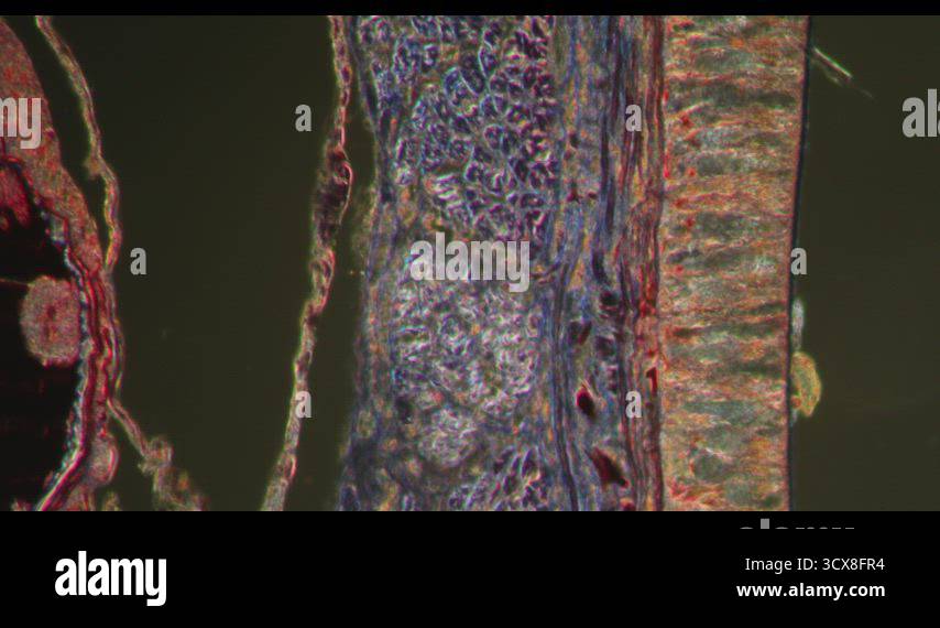 earthworm, muscles tissue in Darkfield Stock Video Footage - Alamy