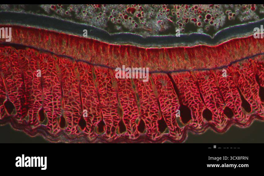 earthworm, muscles tissue in Darkfield Stock Video Footage - Alamy