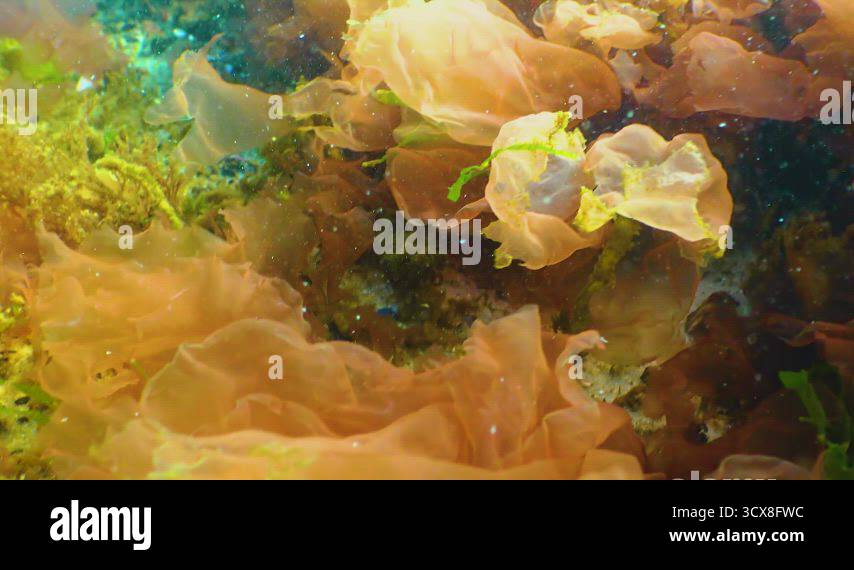Red algae (Porphira leucosticta, Ceramium sp., Enteromorpha sp.) on ...
