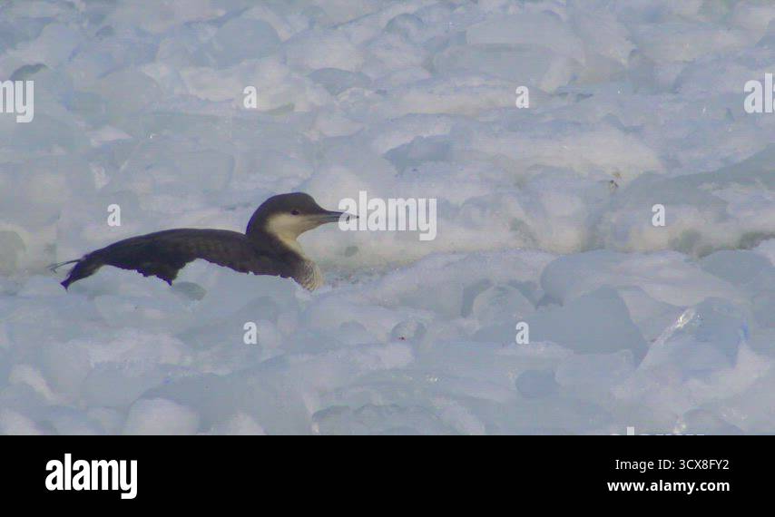 Black-throated loon (Gavia arctica), a bird freezes on floating ice in ...