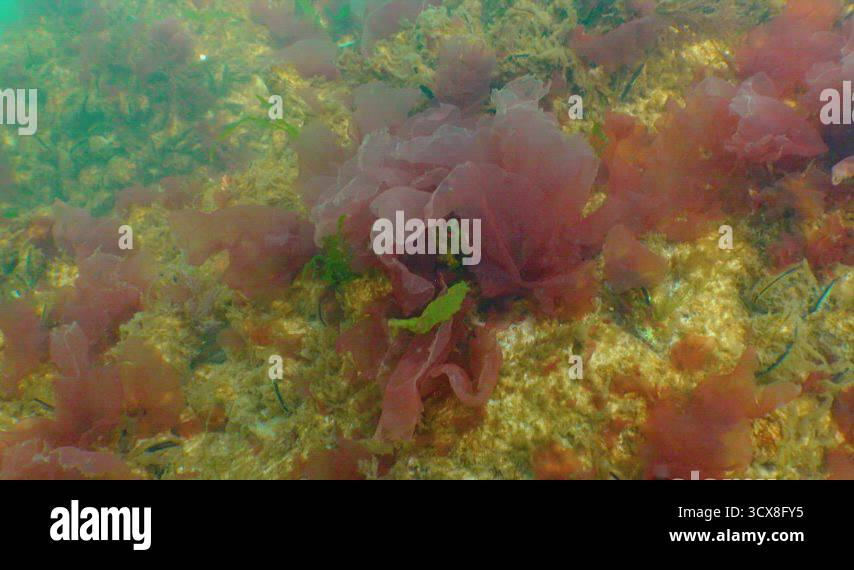 Red algae (Porphira leucosticta, Ceramium sp., Enteromorpha sp.) on ...