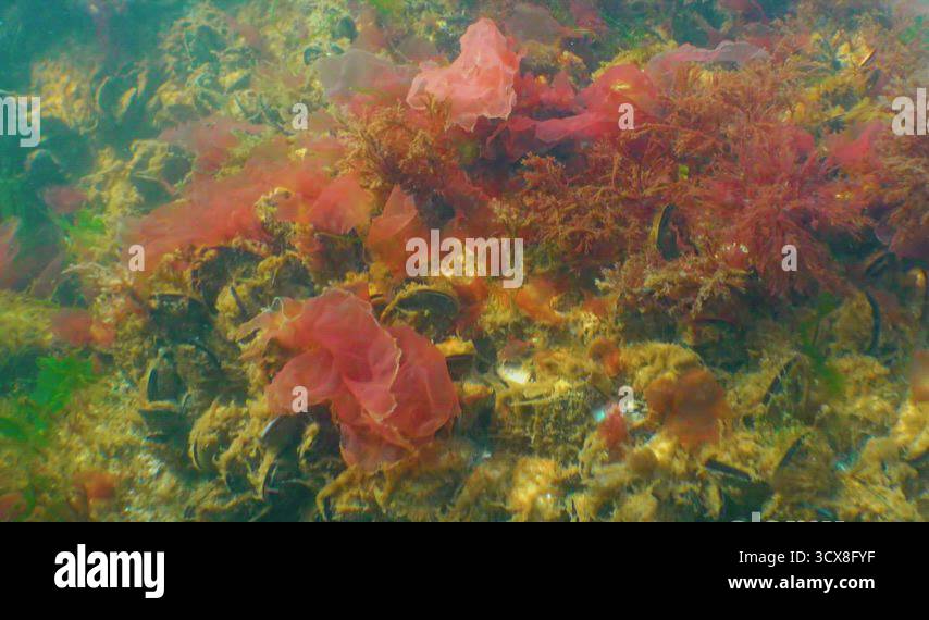 Red algae (Porphira leucosticta, Ceramium sp., Enteromorpha sp.) on ...