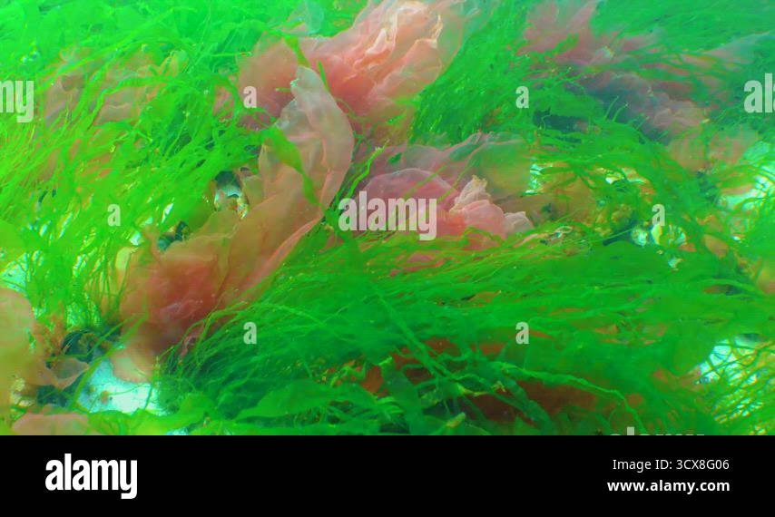 Red algae (Porphira leucosticta, Ceramium sp., Enteromorpha sp.) on ...