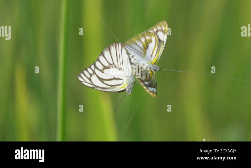 Slow motion butterfly butterflies caught by spider net Stock Video ...