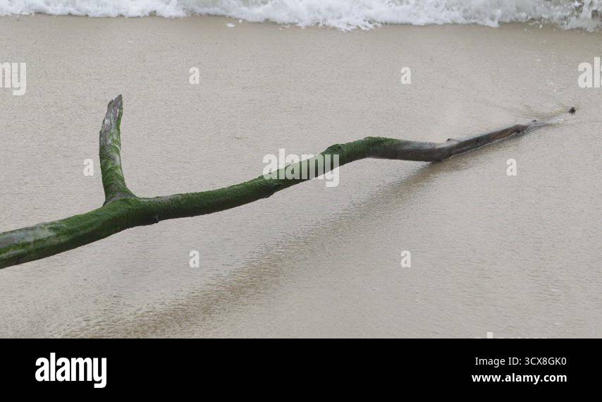 Tree trunk lay in water Stock Video Footage - Alamy