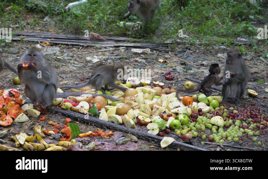 Monkey enjoy the fruit feeded Stock Video Footage - Alamy