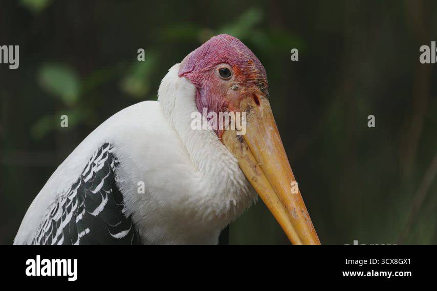 Close up milky stork bird face Stock Video Footage - Alamy