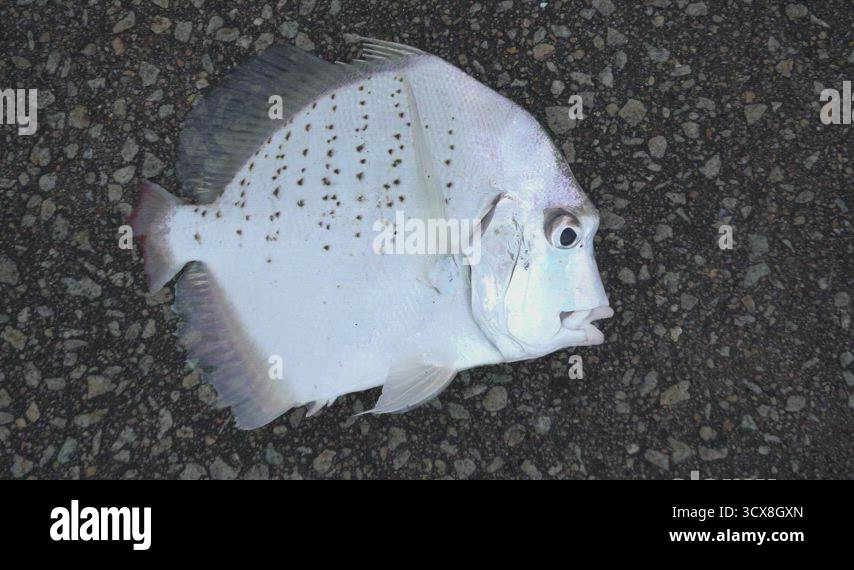 Spotted sicklefish Stock Videos & Footage - HD and 4K Video Clips - Alamy