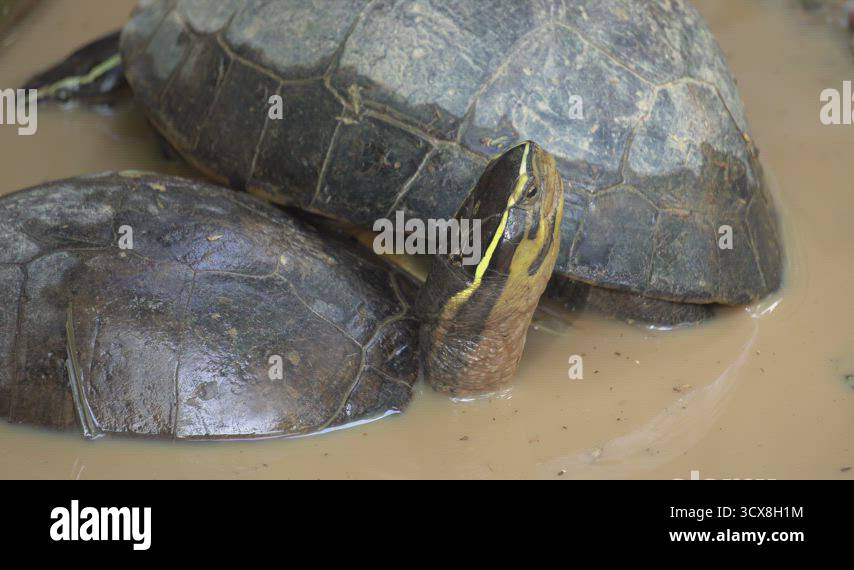 Tortoise in the mud water look Stock Video Footage - Alamy