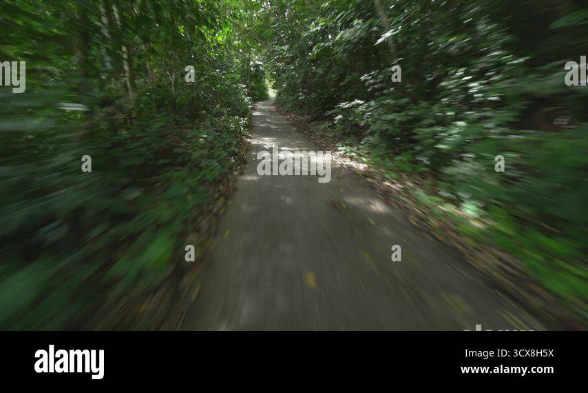 Drive at the road with green tree Stock Video Footage - Alamy