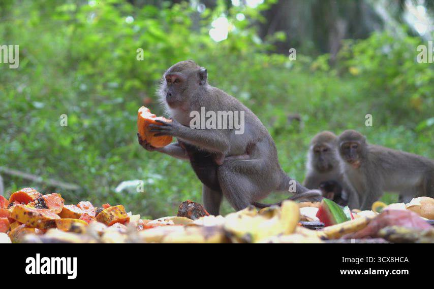 Monkey mother bring its baby eat fruit Stock Video Footage - Alamy