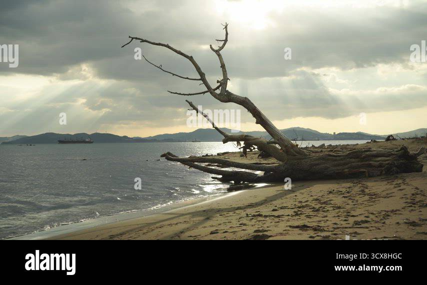 Seascape with a snag on the shore of the Bay. Nakhodka, Russia Stock ...
