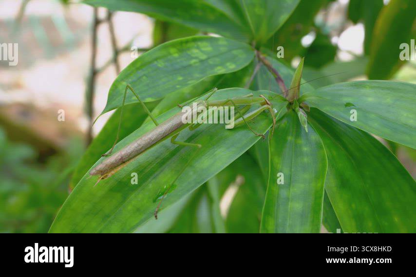 Water praying Stock Videos & Footage - HD and 4K Video Clips - Alamy